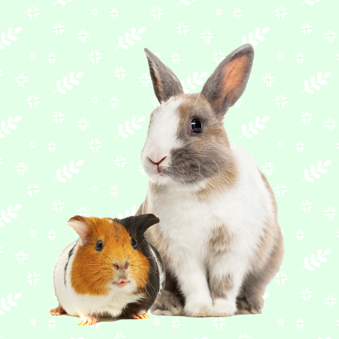 Small Pet – kochipets