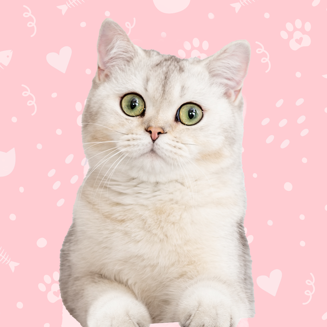 Cat – kochipets