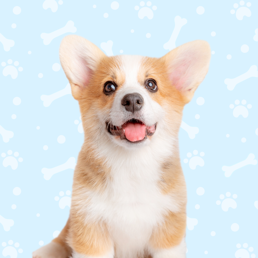 Dog – kochipets